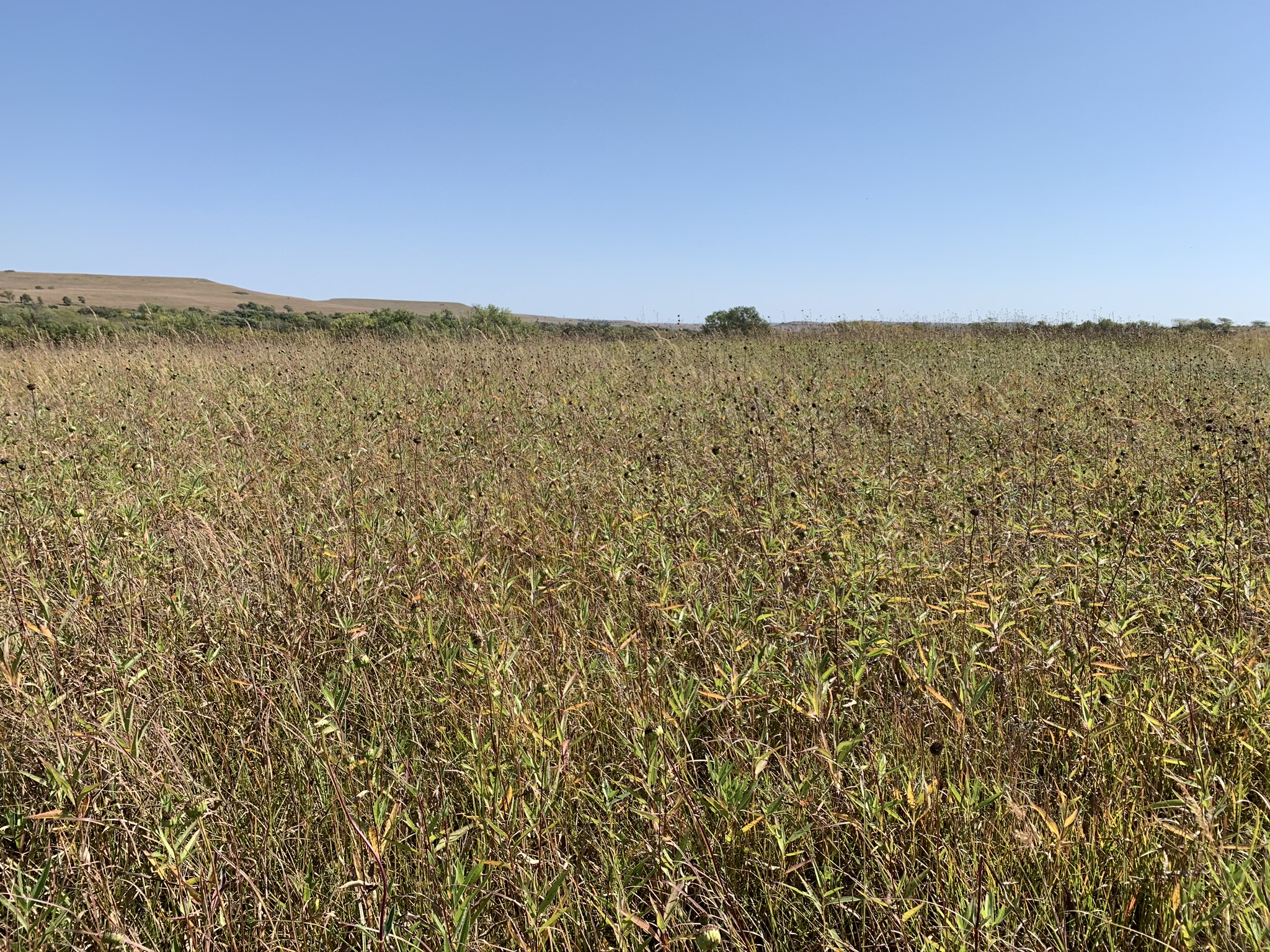 Baer Ecology Laboratory | Baer Ecology Laboratory